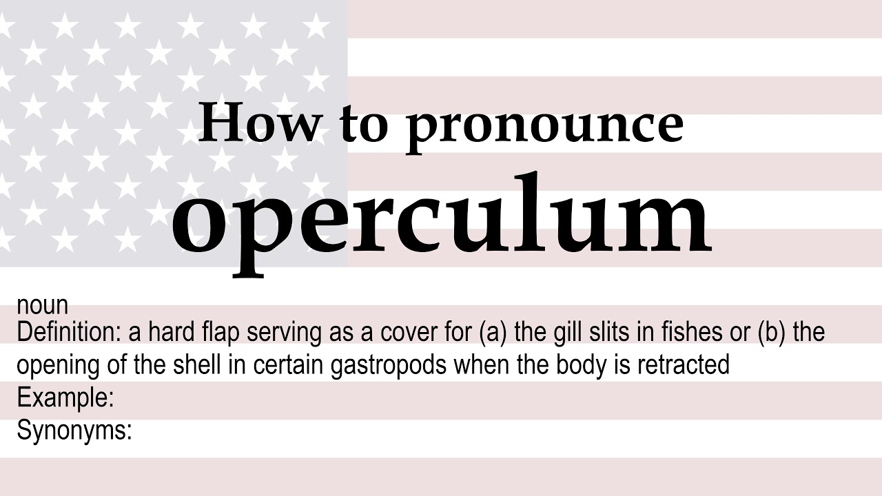 How to pronounce 'operculum' + meaning - YouTube