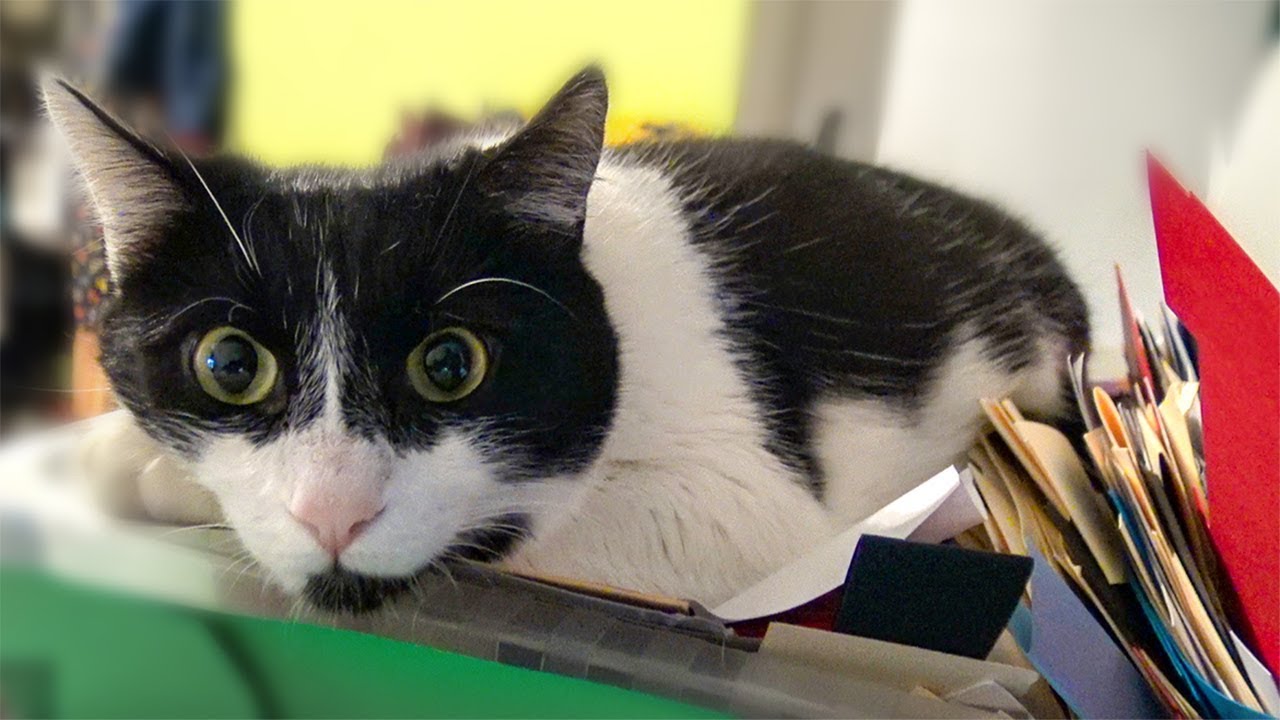 Cats prefer box over comfy bed - YouTube