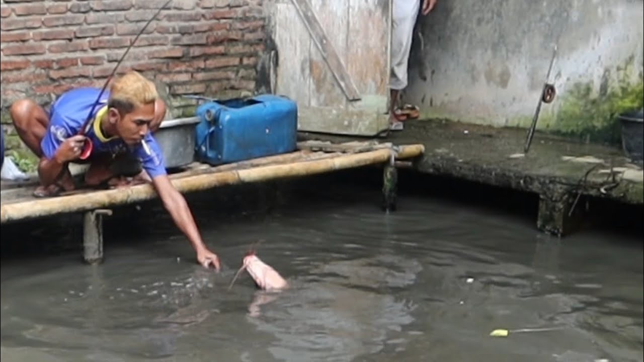 mancing ikan lele kilo angkat .15 ribu per kilo - YouTube