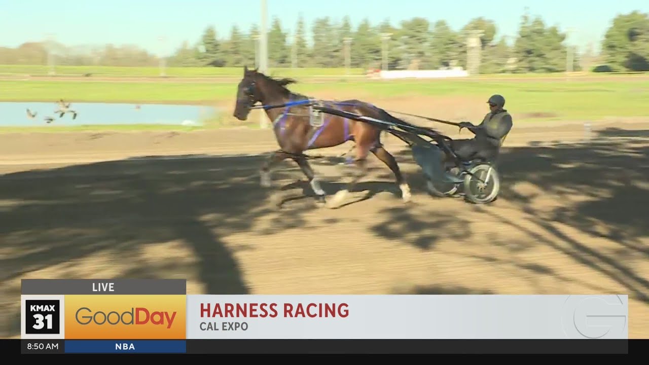 Harness racing at Cal Expo - YouTube