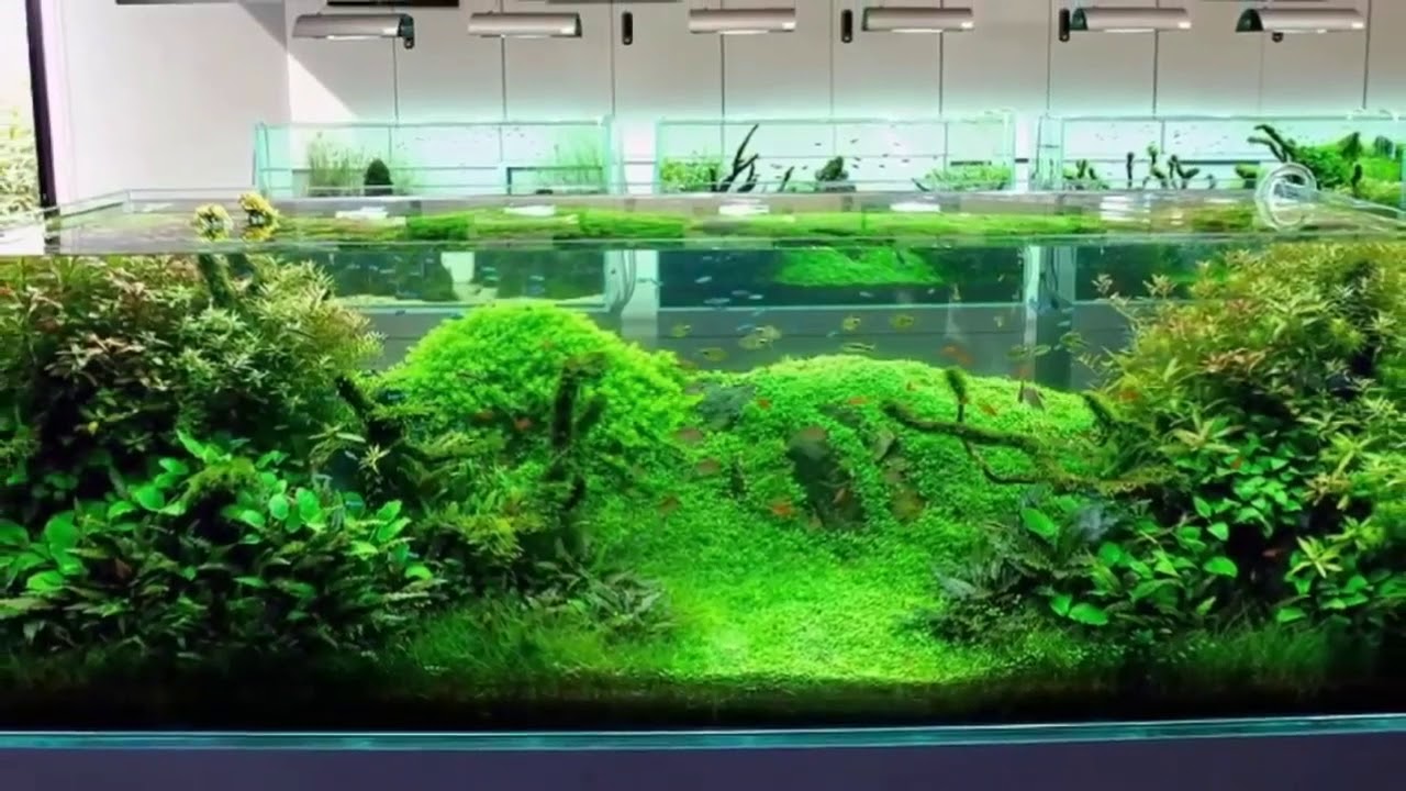 AWESOME IDEAS DIY AQUARIUM fish tank set-up photos - YouTube