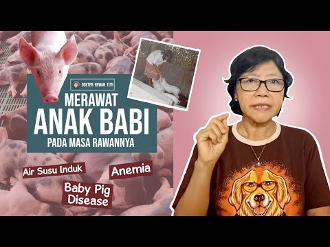 Bagaimana merawat ANAK BABI pada masa RAWAN-nya