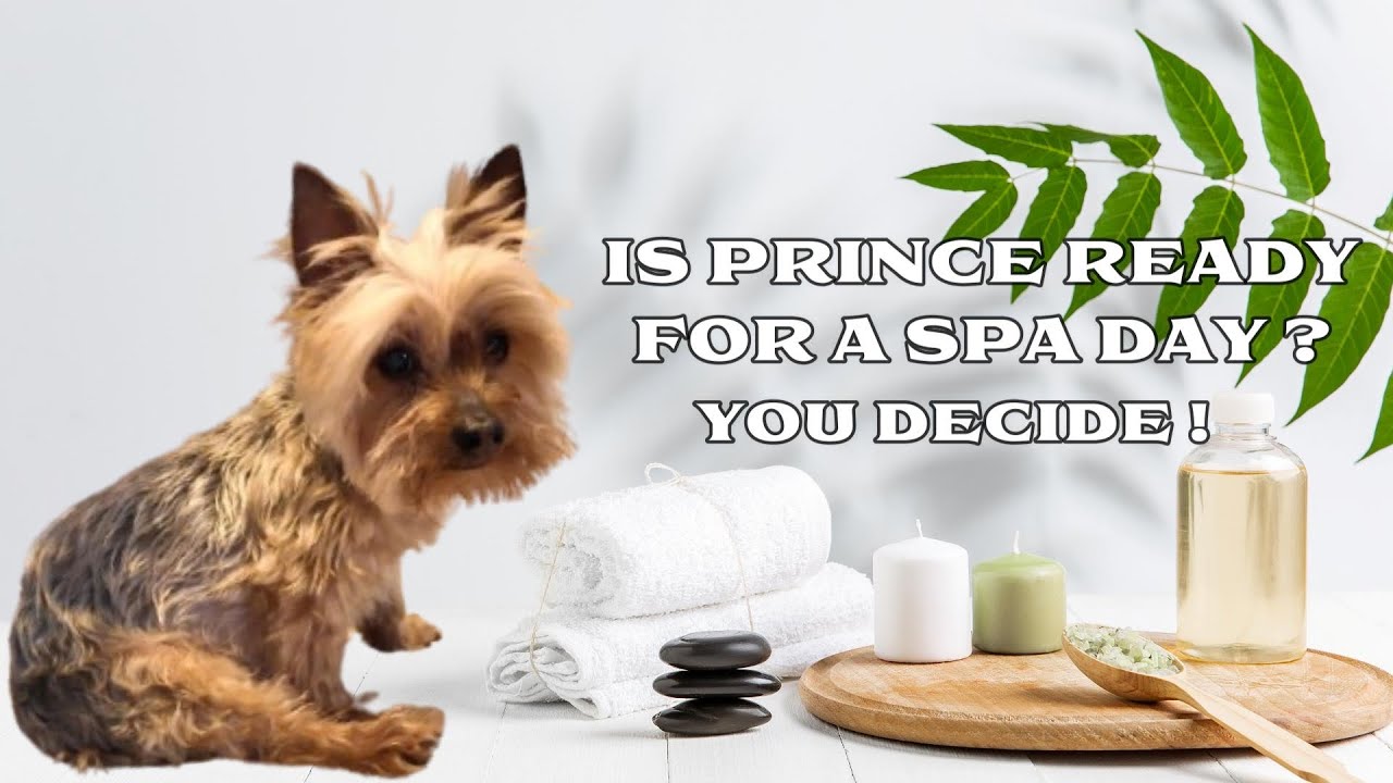 IS MY DOG PRINCE READY FOR A SPA DAY? YOU DECIDE! - YouTube