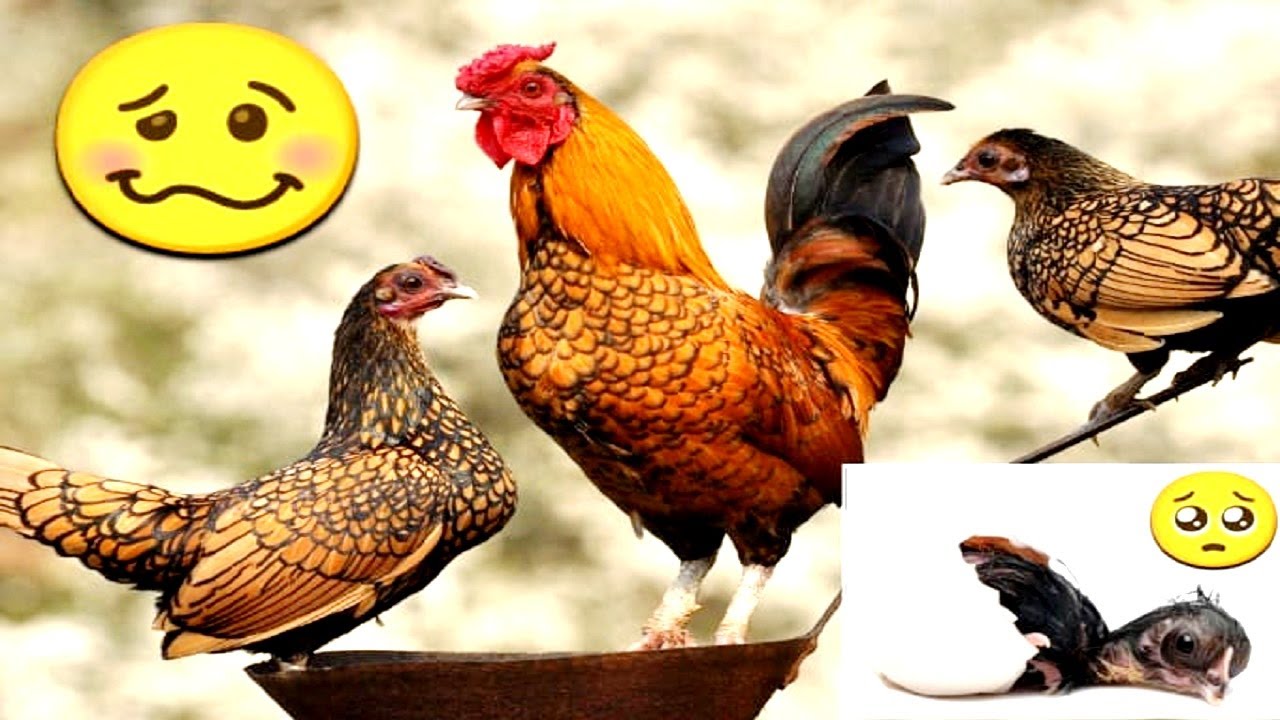 10 Most Beautiful Fancy Chicken and Hen Rooster - YouTube