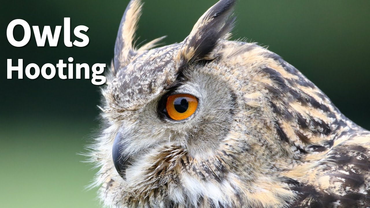 Owls hooting - YouTube