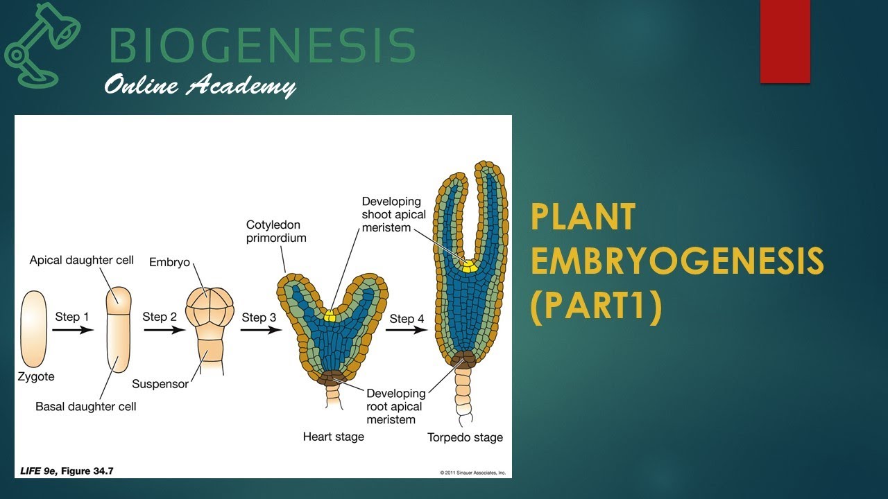 PLANT DEVELOPMENT IN 40 MIN #MUST WATCH NEET#CSIR #GATE #DBT #LIFE ...