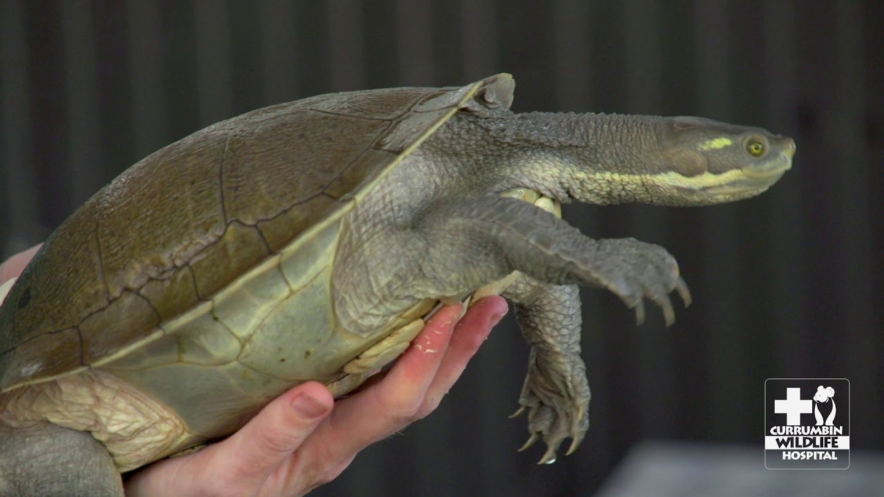 World Turtle Day 2019 | Currumbin Wildlife Sanctuary - YouTube