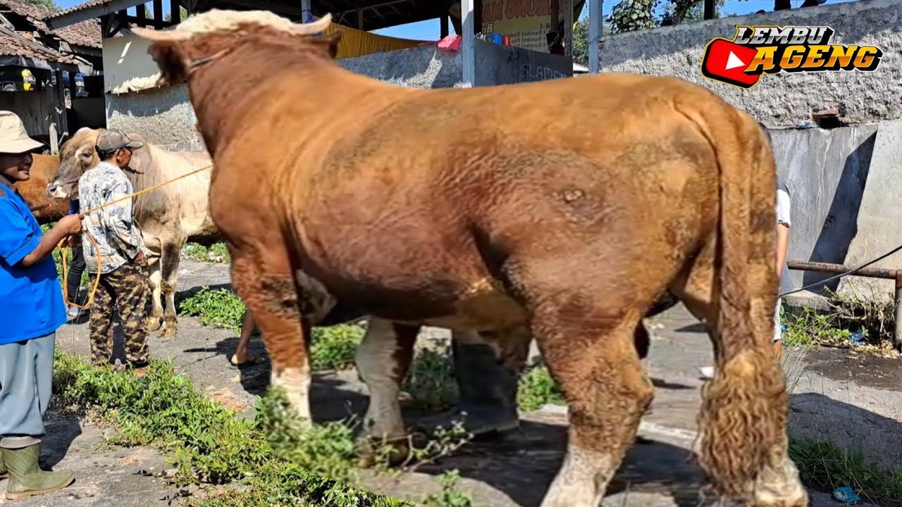 SAPI TERBESAR LERENG MERBABU TURUN GUNUNG - YouTube