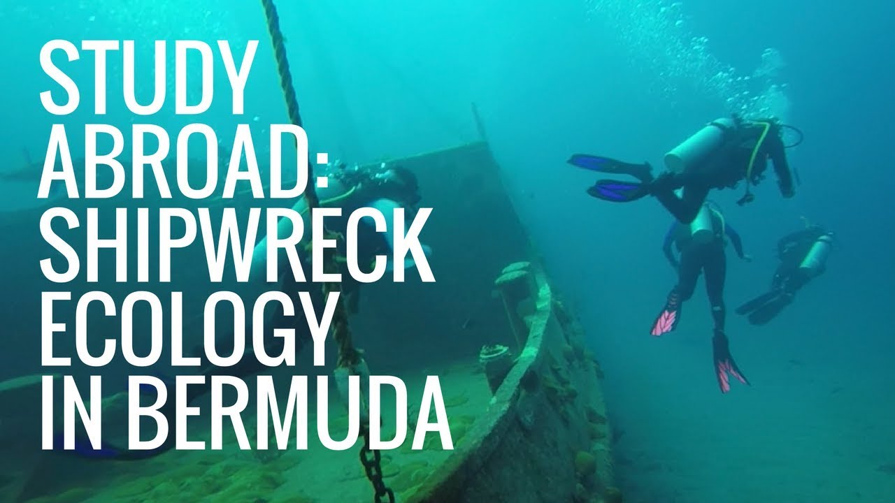 Study Abroad: Shipwreck Ecology in Bermuda - YouTube
