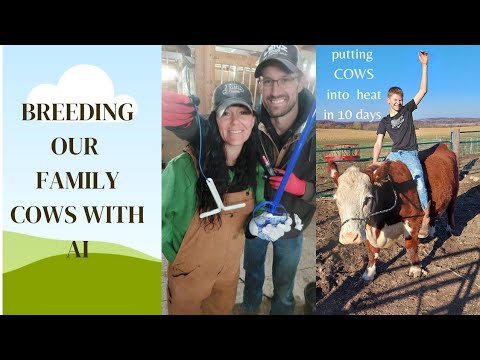 Breeding our Cows using AI (artificial insemination/syncing) - YouTube
