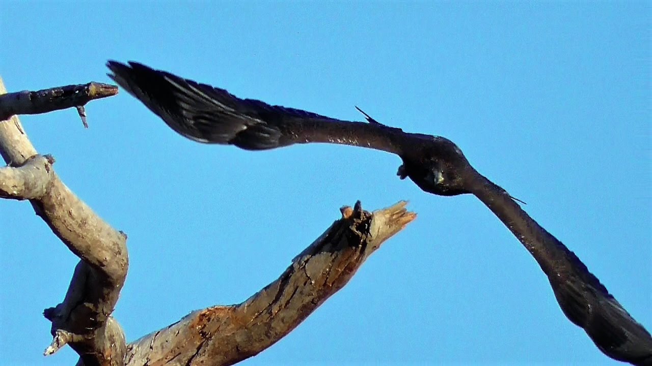 SWFL Eagles_E9 Keeps Busy Flying & Avoiding Dive-Bombing Crows 03-30-17 ...