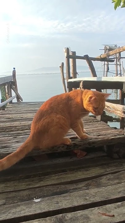 วิวสวยคับส้มชอบมอง😁 #cat #cute #cats #catlover #cutecat #แมวน่ารัก #ทาส ...