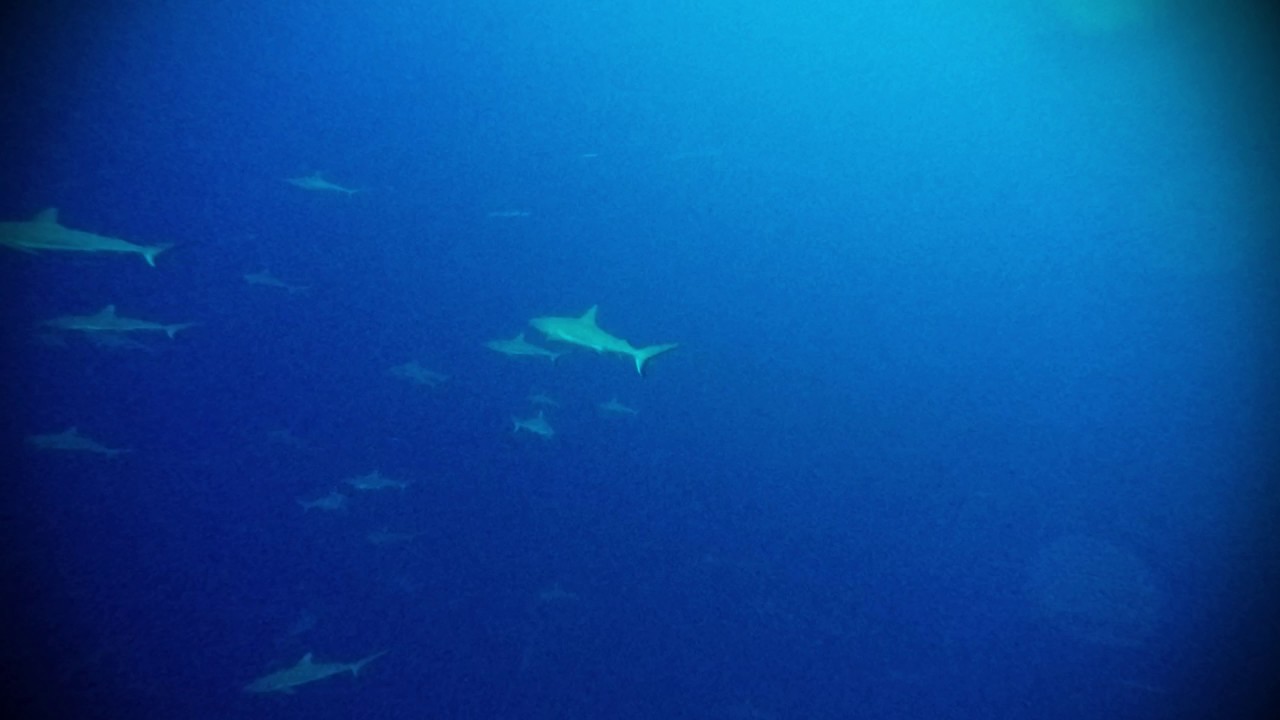 Palau's Blue Corner Shark Fest - YouTube