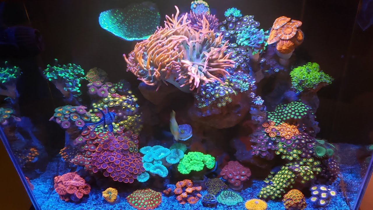 Nano Reef em Timelapse - YouTube