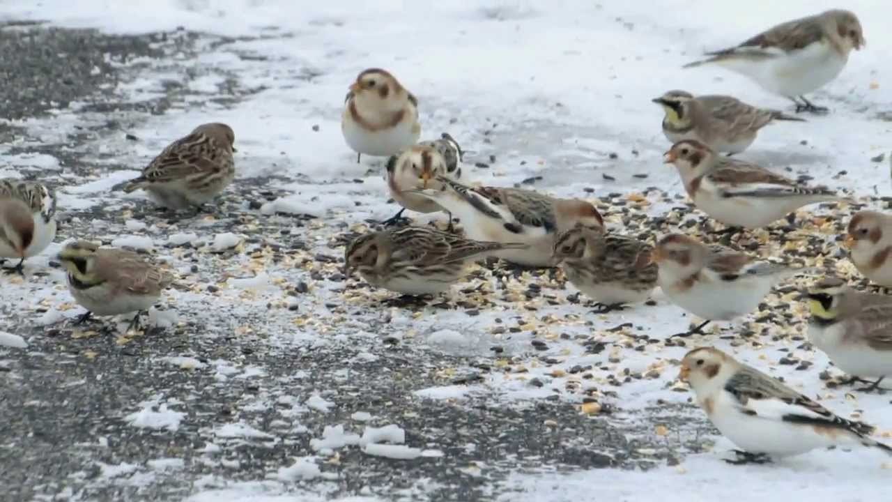 Horned Larks, Snow Buntings, and Lapland Longspurs in our yard! - YouTube