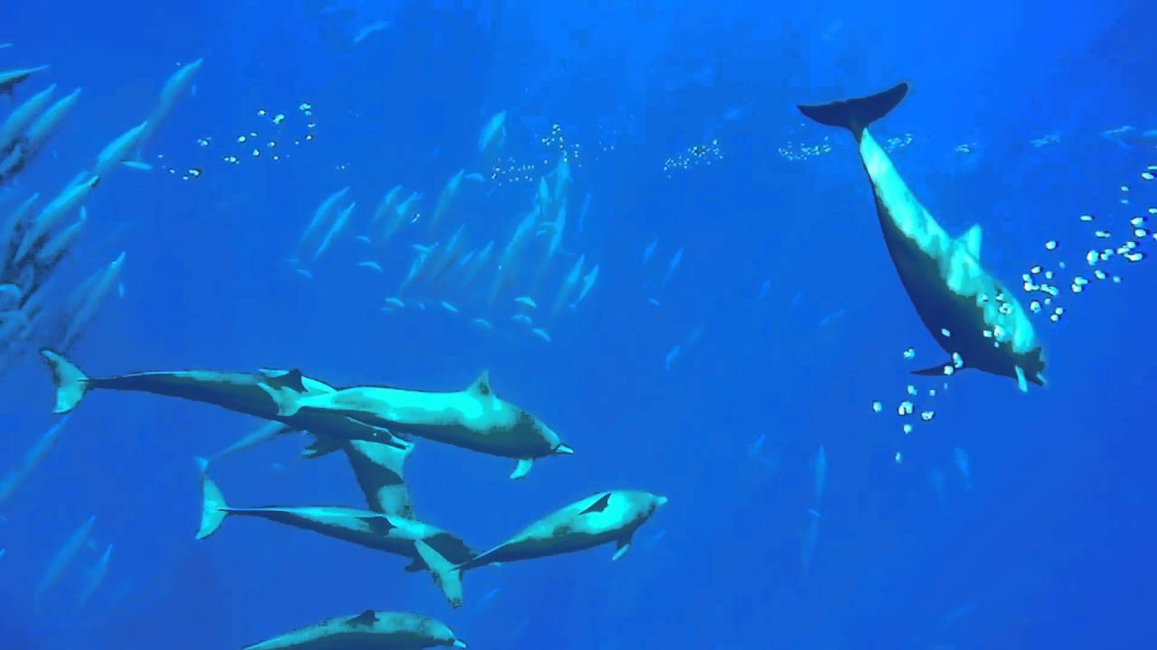 Dolphin Cry 2.0 Trance Remix Video - YouTube Music