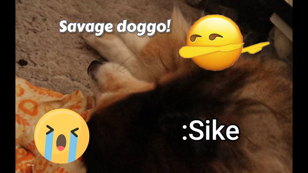 Doggo being SAVAGE! - YouTube