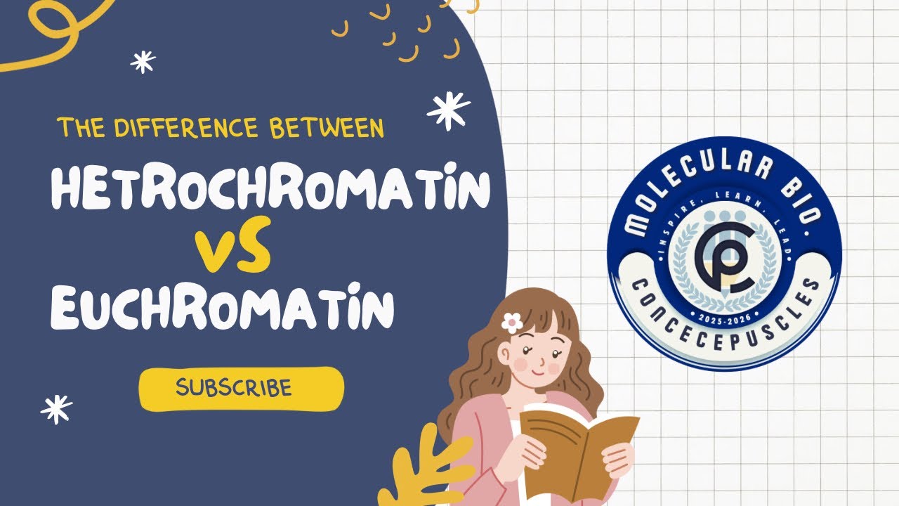 Euchromatin vs Heterochromatin C value | Molecular Biology | IIT JAM ...
