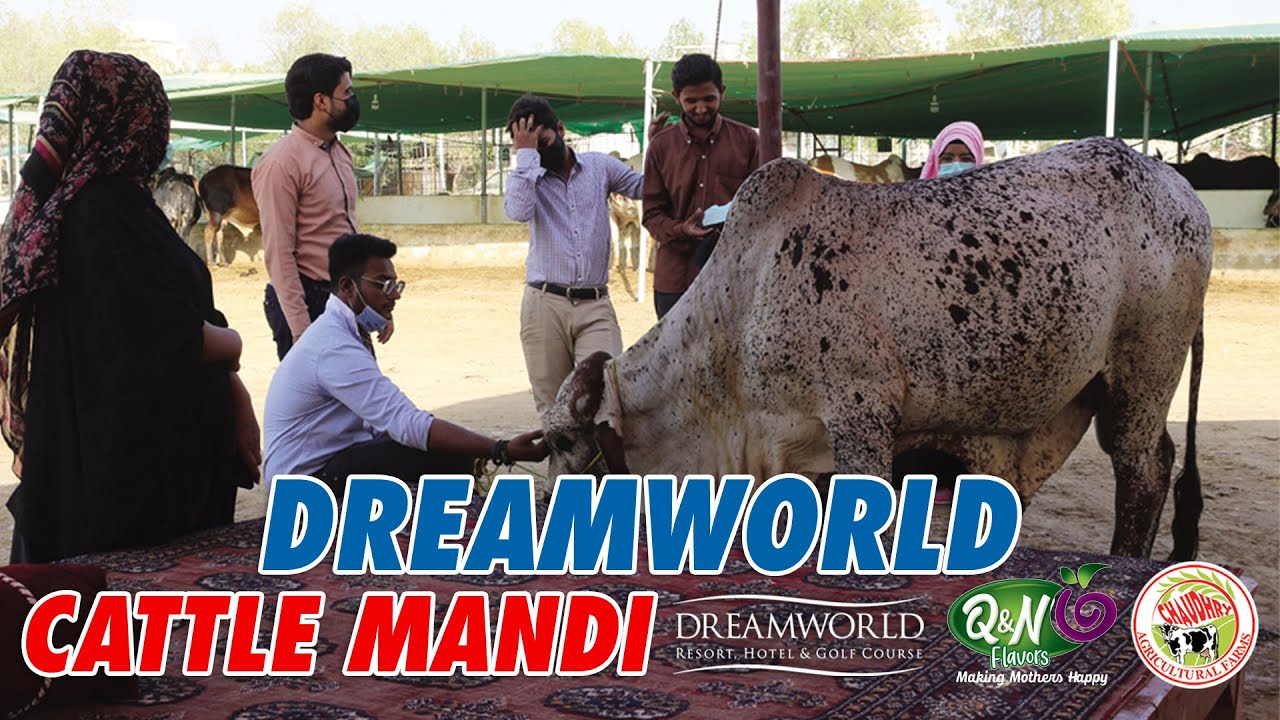 Dreamworld Cattle Mandi! - YouTube