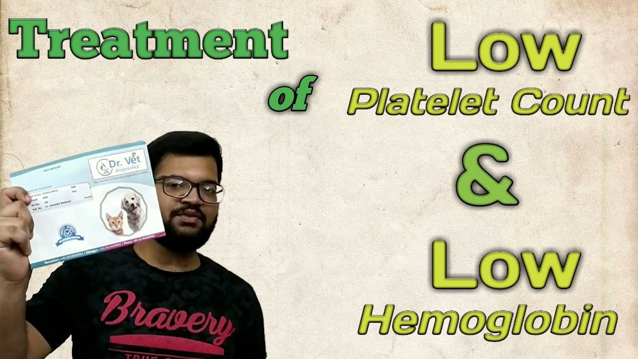 Dog CBC Blood Report | Treatment of Low Platelet Count and Low ...