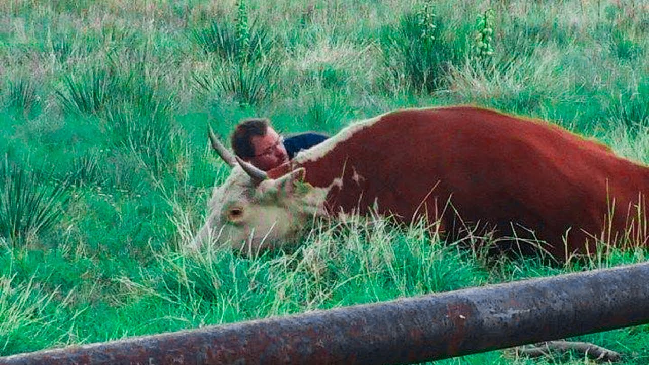 When A Man Saw What Was Lying Beside This Collapsed Cow, He Simply ...