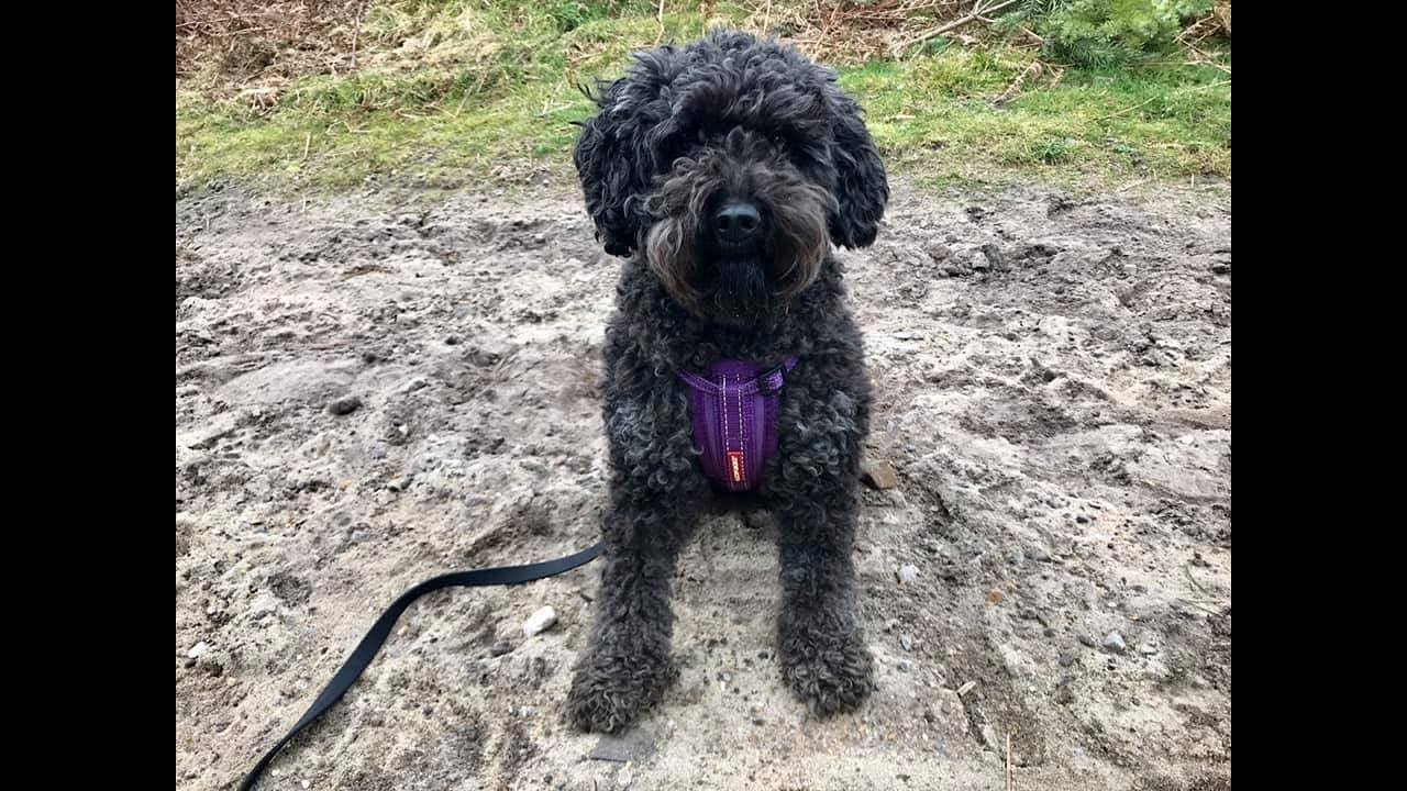 Mara - 3 year old Cockapoo - 2 Weeks Residential Dog Training - YouTube