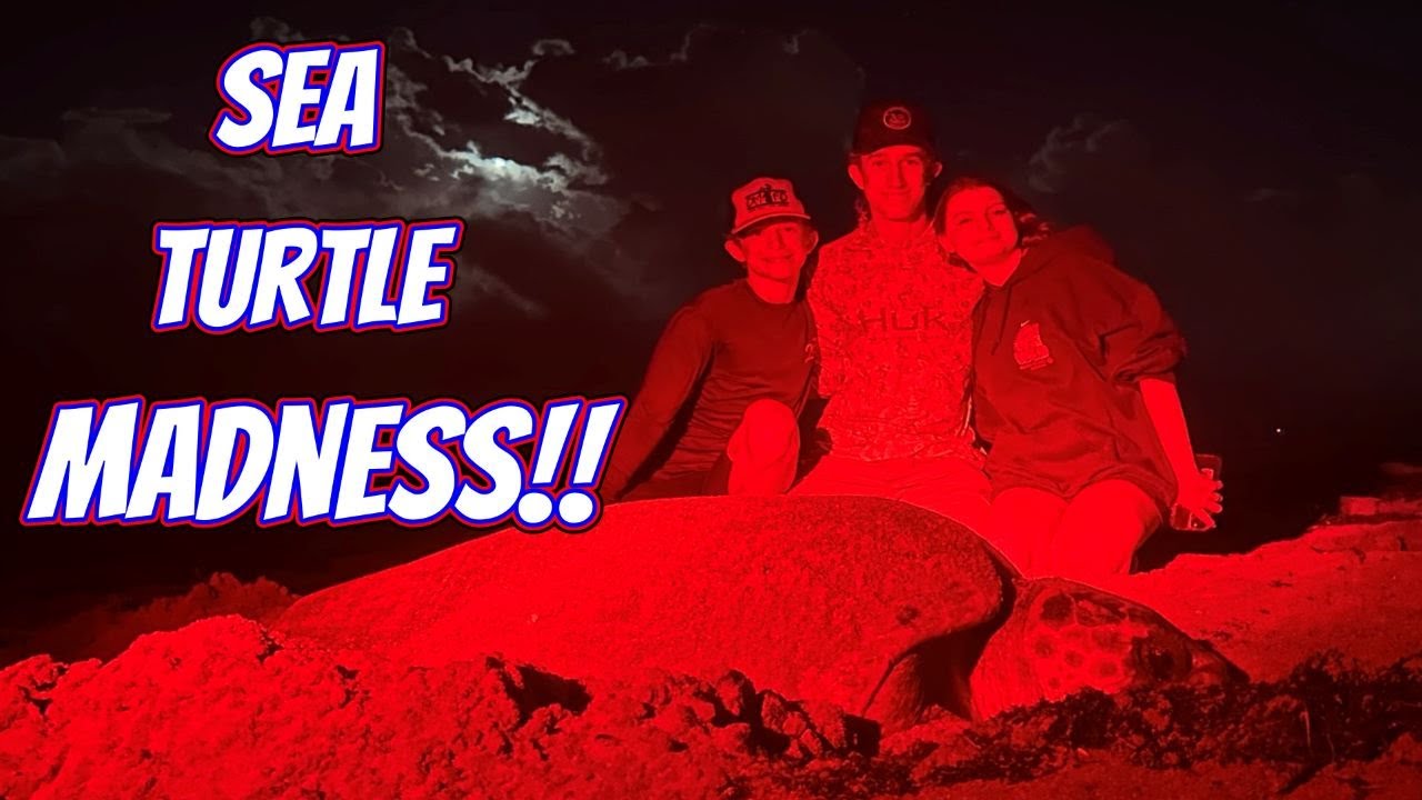 SEA TURTLE NESTING MADNESS!!! - YouTube