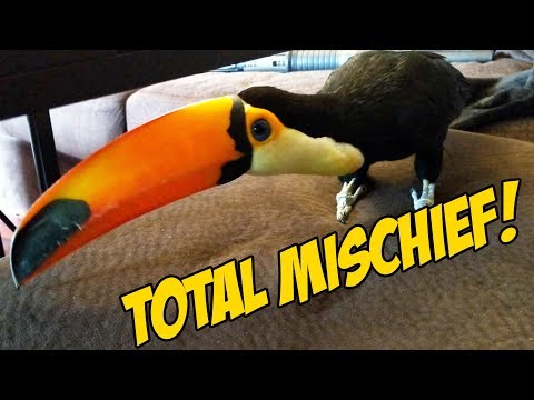 A Typical House Toucan Afternoon!