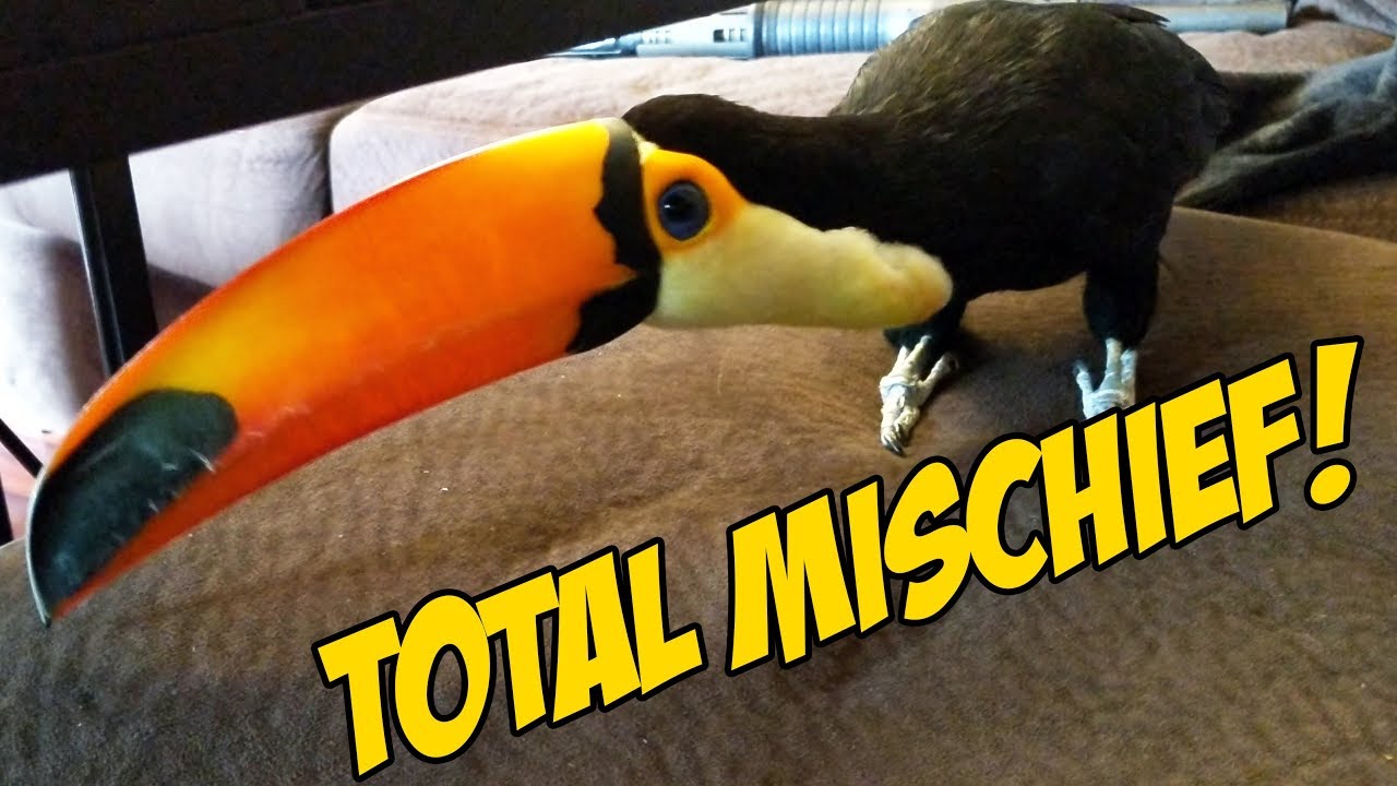 A Typical House Toucan Afternoon! - YouTube