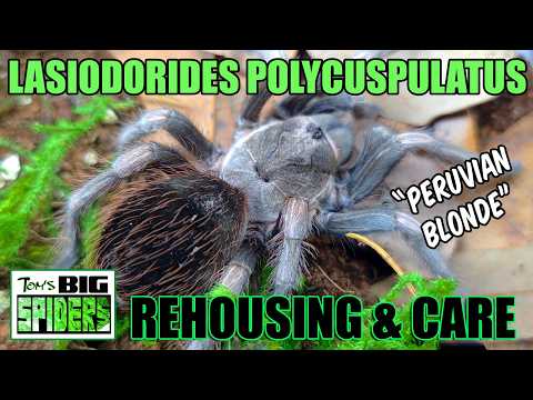 L. polycuspulatus \