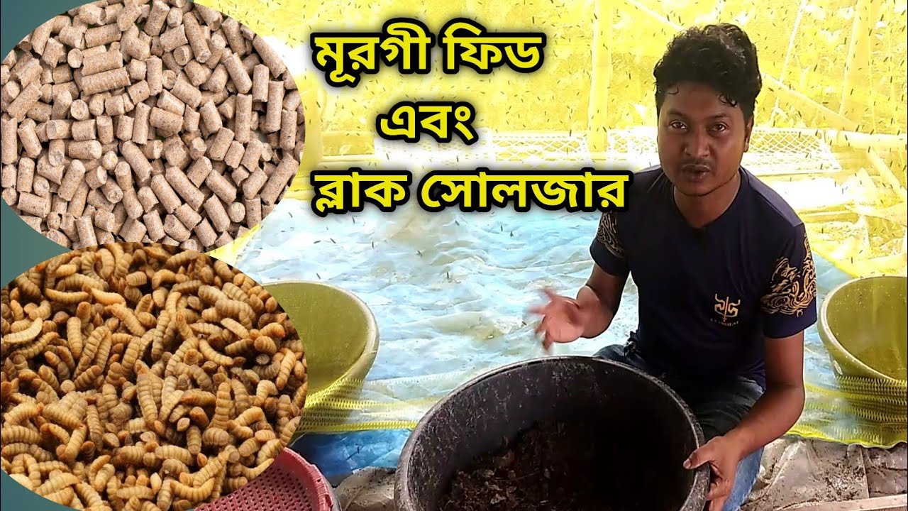Murgi Feed and Black Soldier Fly || মুরগী এবং ব্লাক সোলজার ফ্লাই ||Prokriti Biswas || BSF - YouTube
