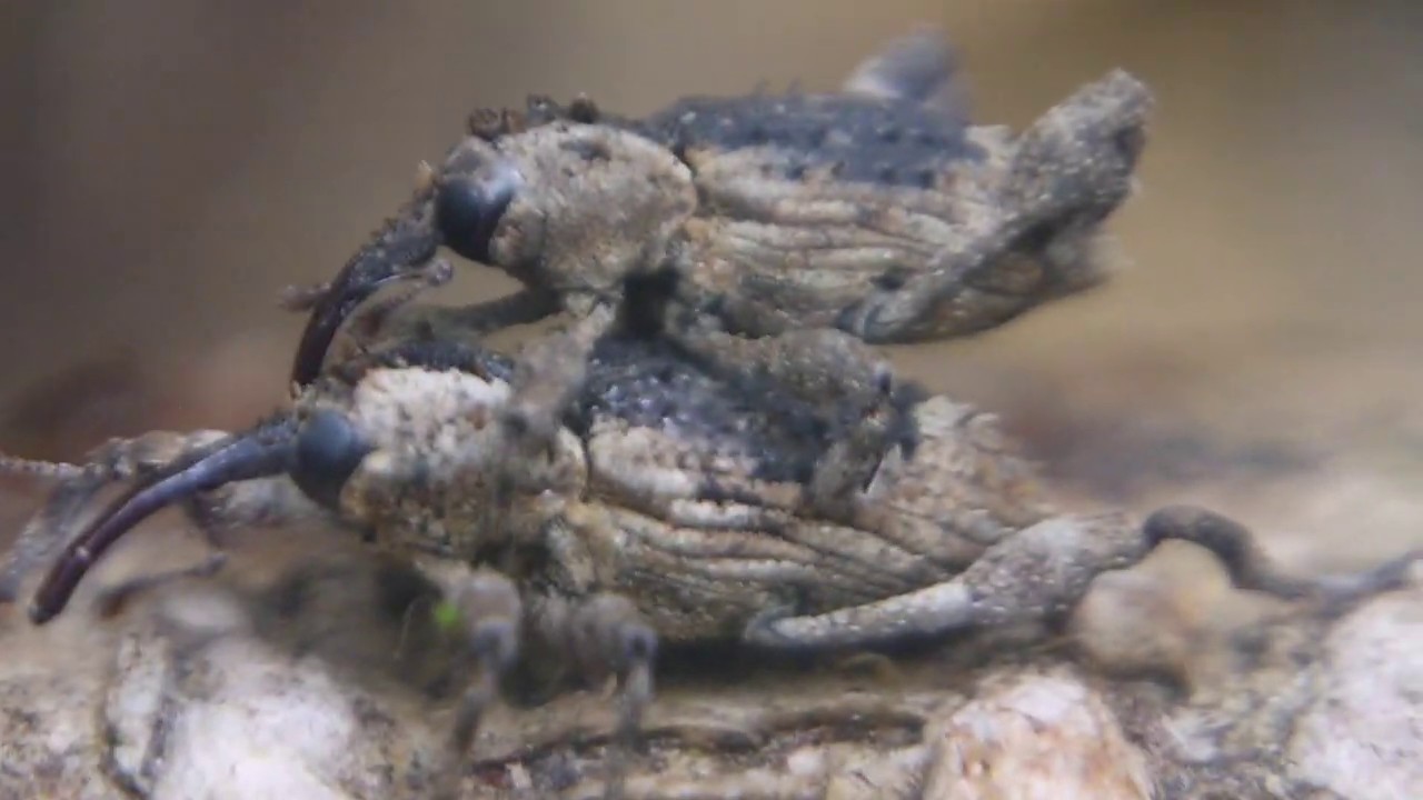 やっと動き出したウスモンカレキゾウムシ Acicnemis palliata のペア - YouTube