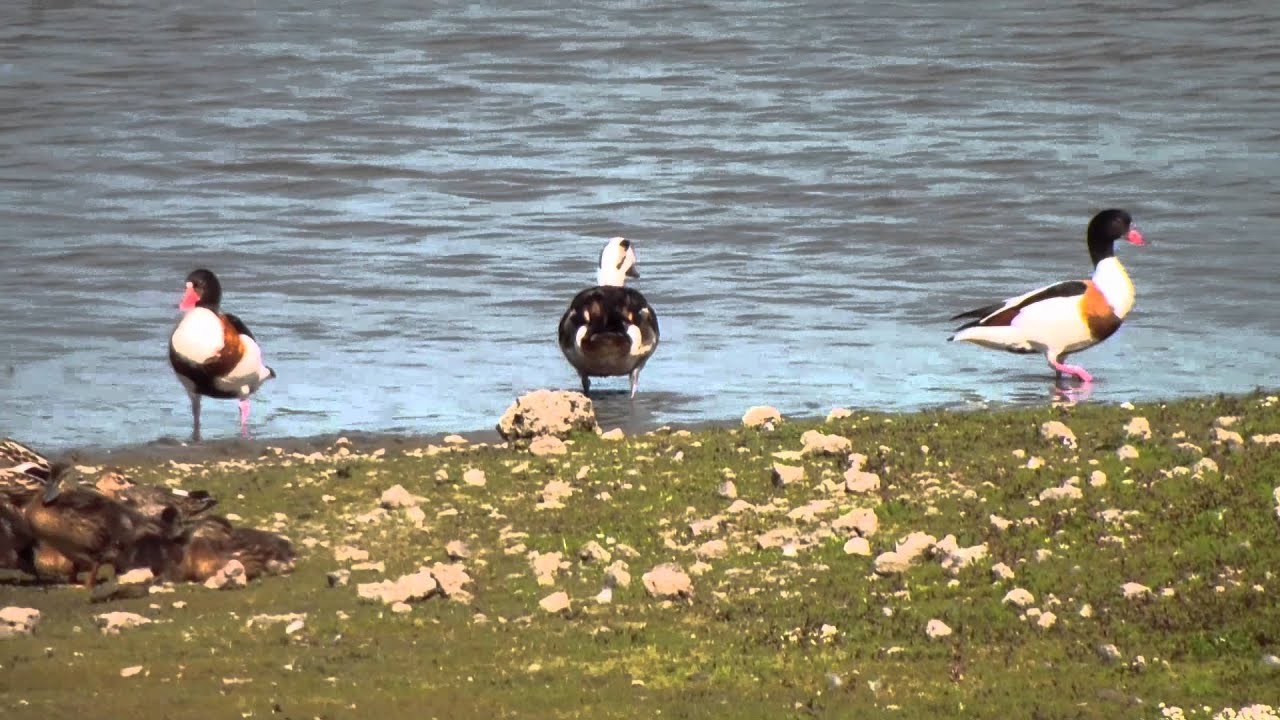 shelduck-x-eider.mp4 - YouTube