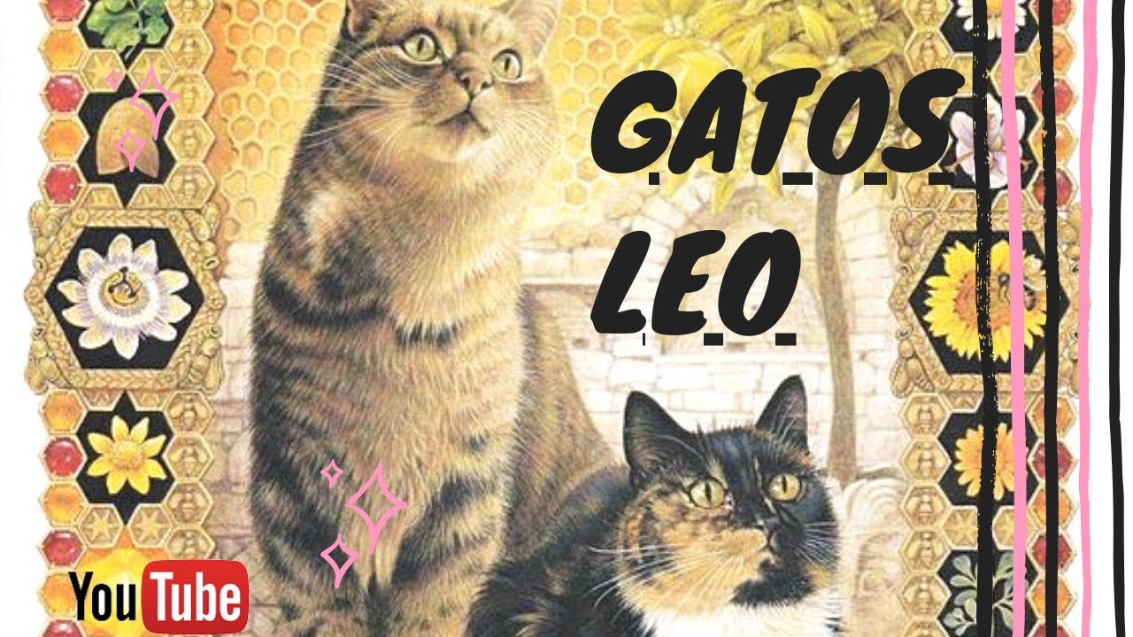 Gato Leo 😻 - YouTube