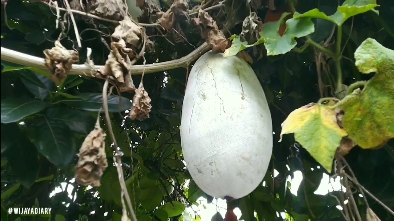 Episode 114 Buah Kundur - YouTube