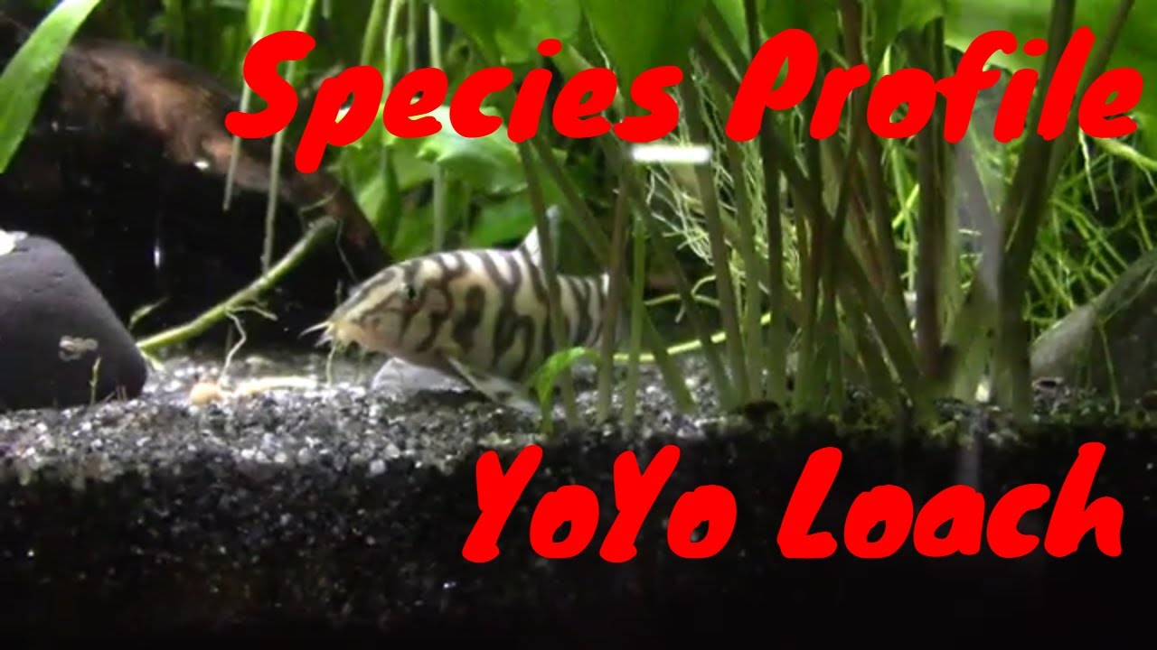 Species Profile, the Yoyo loach - YouTube