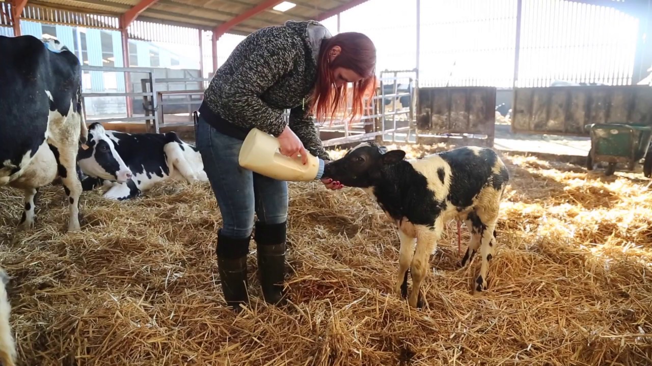 Store and Thaw colostrum management system - YouTube