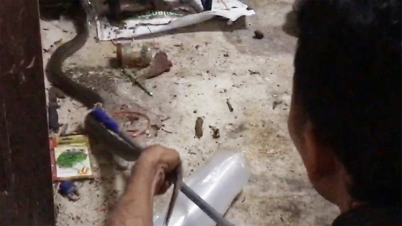 Housewife Scared Away Cobra With Mosquito Spray - YouTube