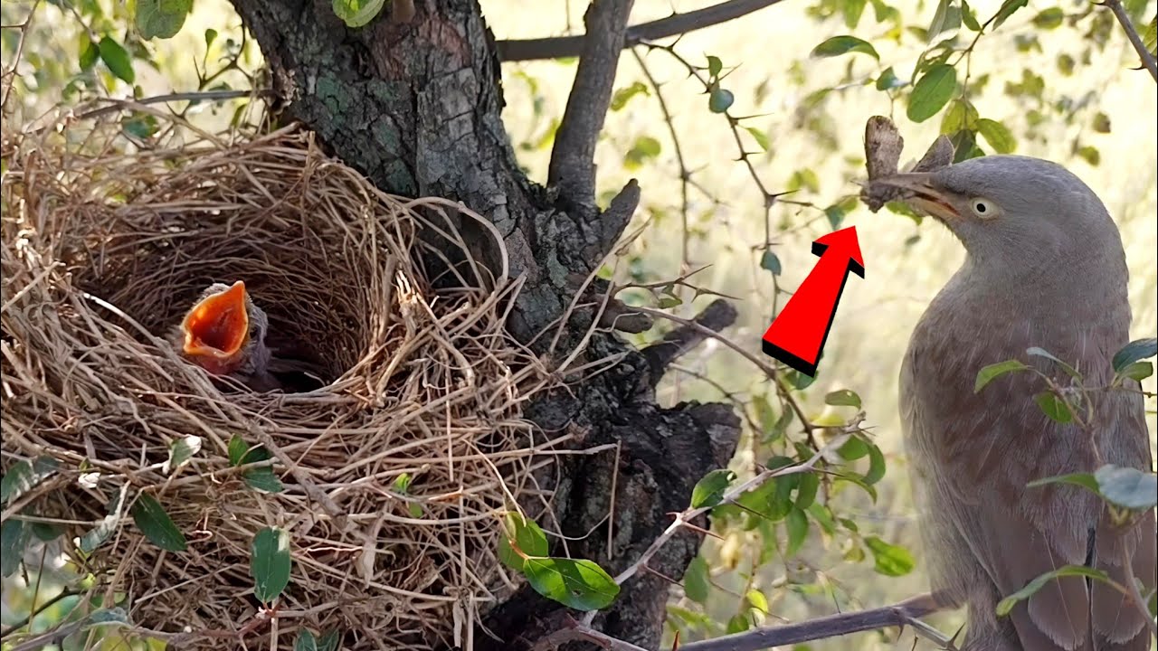 Beautiful bird catch a moth for feeding to her baby @BirdPlusAnimals ...