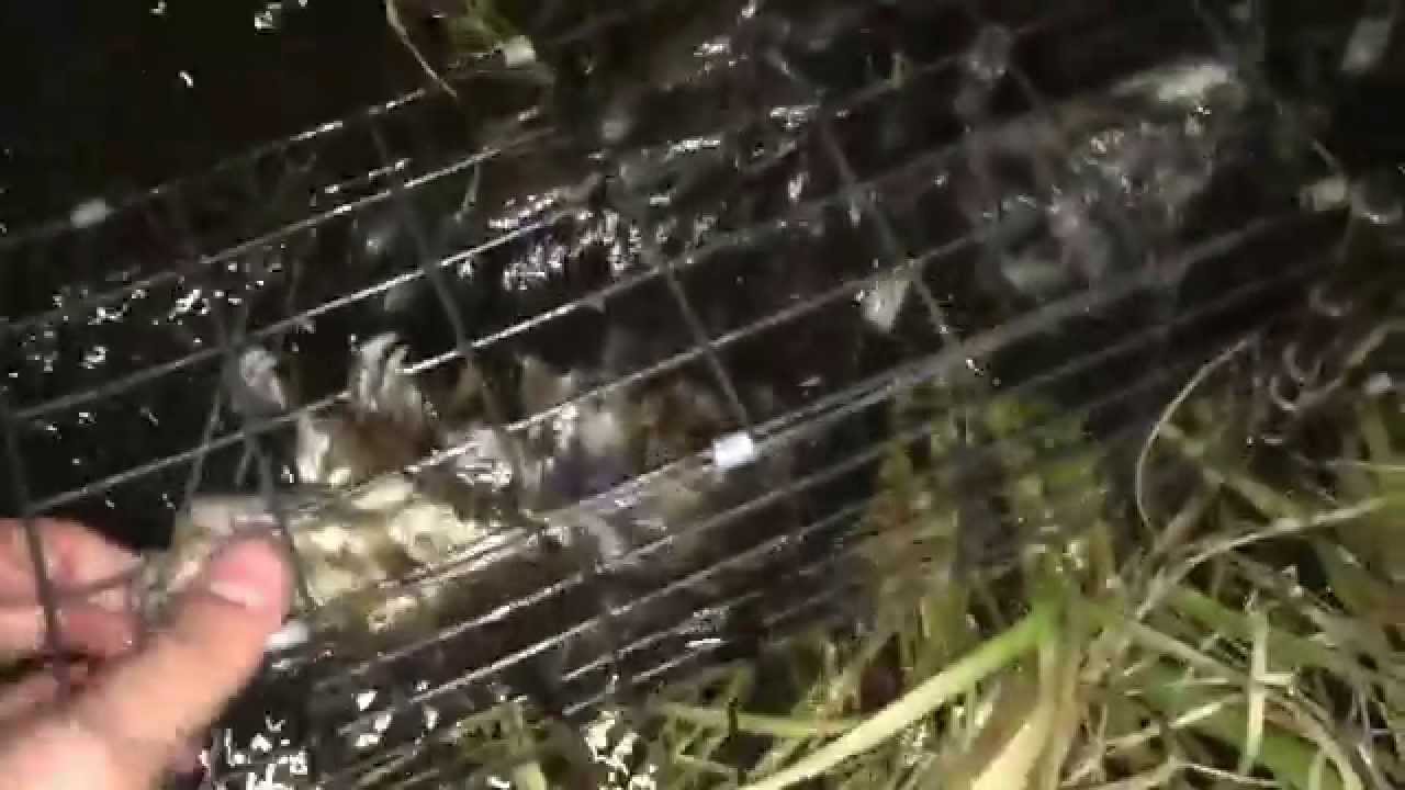 Muskrats in a Colony Trap - YouTube