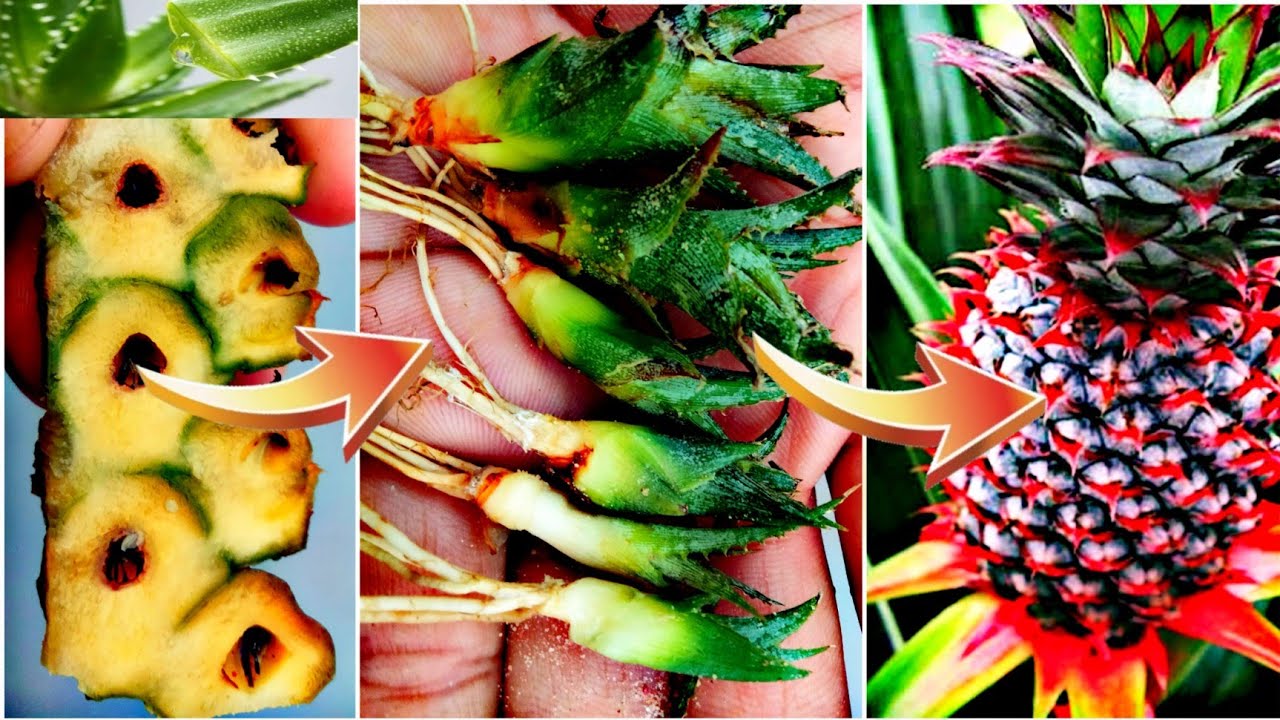 unique skills grow pineapple tree from pineapple peels , simple method ...