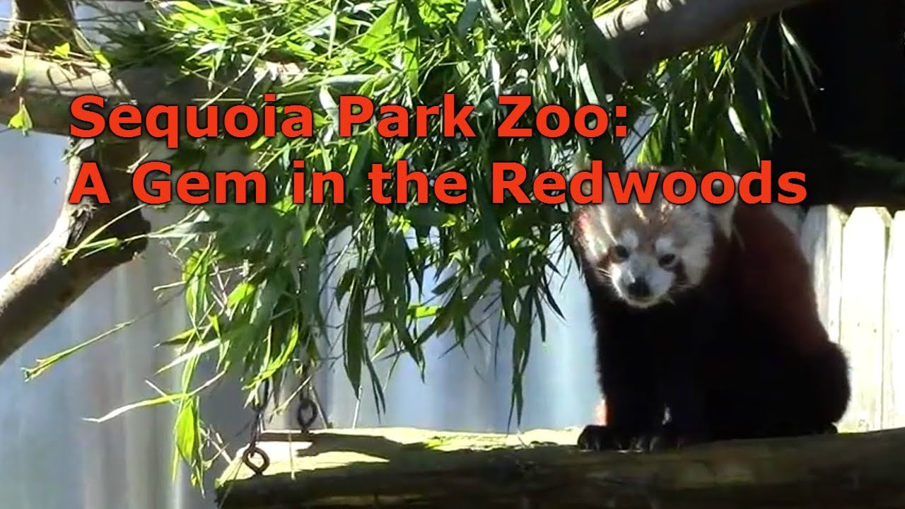 Sequoia Park Zoo: A Gem in the Redwoods - YouTube