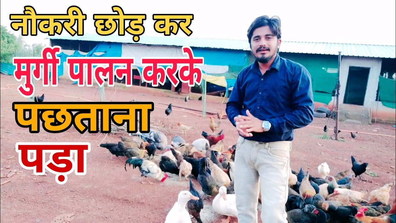 Murgi Palan Kaise Kare | मुर्गी पालन के लिए नौकरी छोड़ना सही या गलत ...