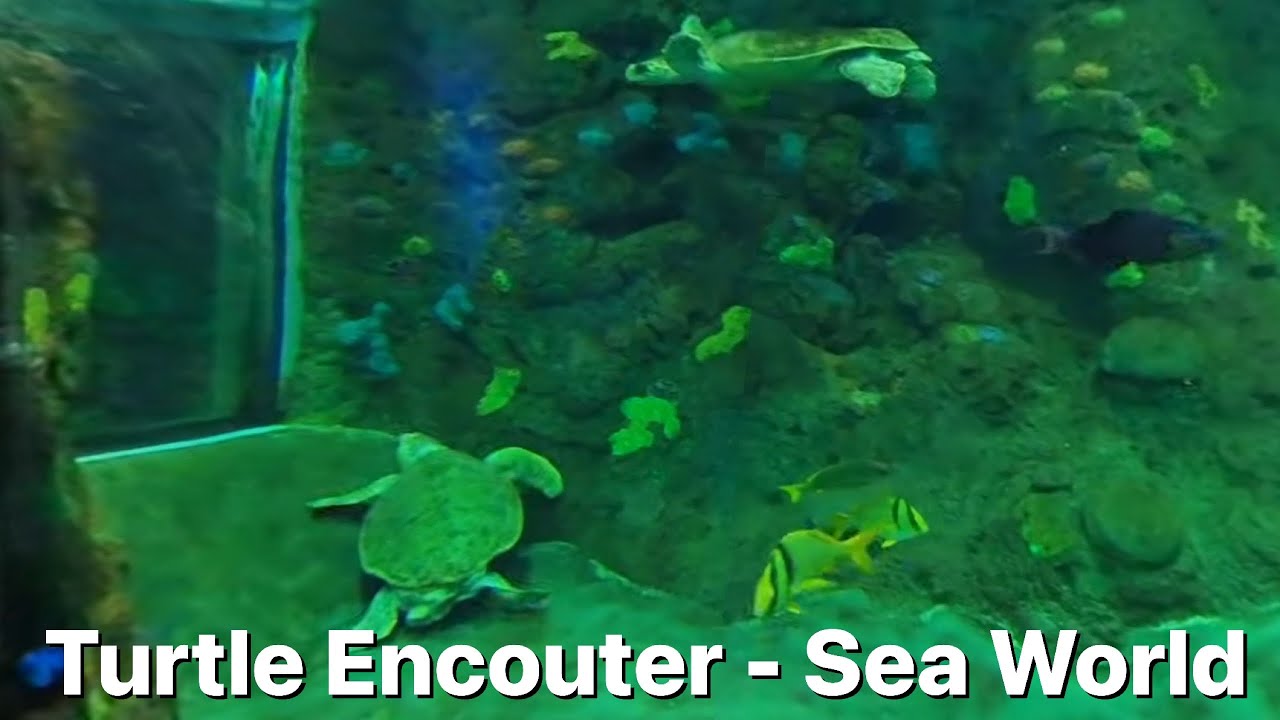 Turtle Encounter. Sea World. #turtle #turtleencounter #seaworld @seaworldsandiego - YouTube