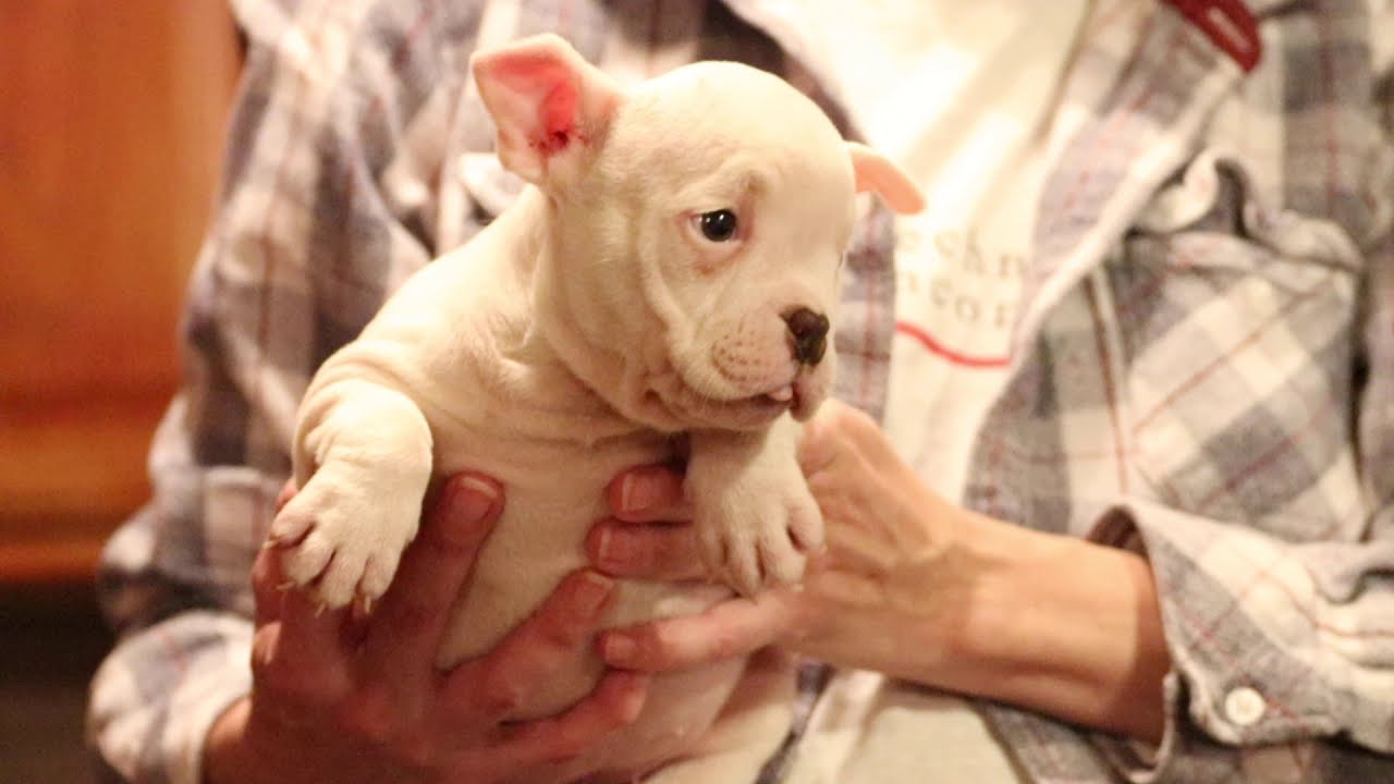 Mini bully Puppy Alert ! 3 MONTH OLD TOADLINE MICRO EXOTIC BULLY PUP ...