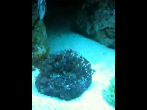 My Reef Tank and anemone pooping - YouTube