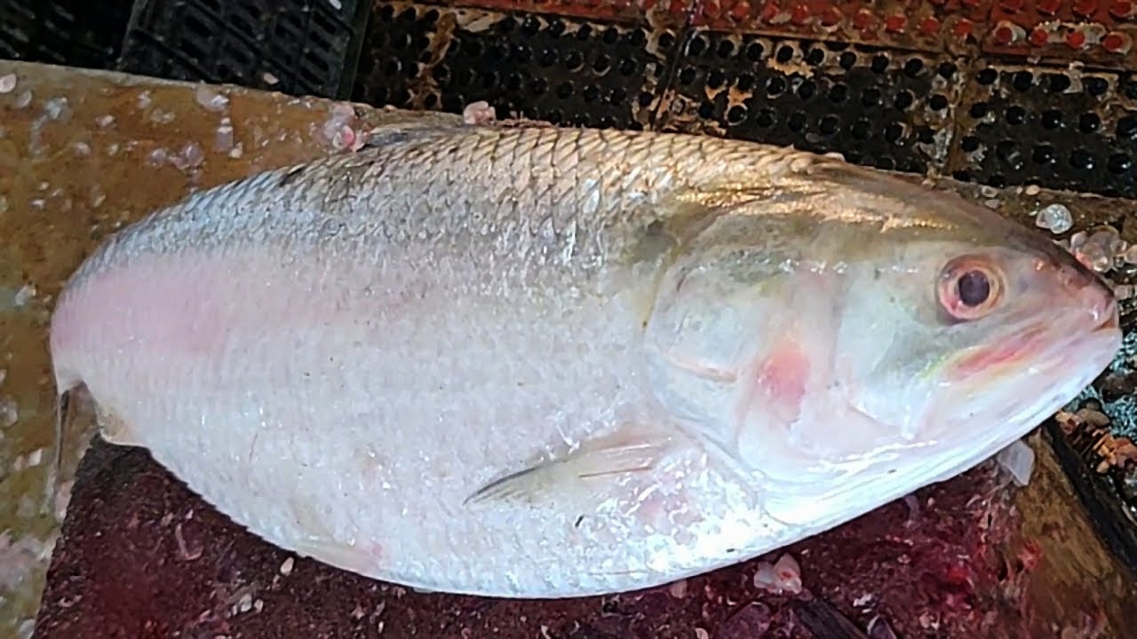 How to Clean And Cutting Big Hilsa (ilish) Fish | Fish Cutting Skills ...