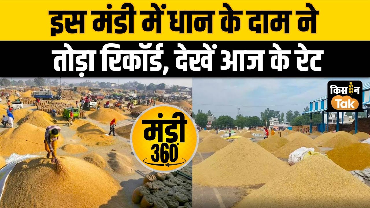 Paddy Mandi Rate: MSP से इतना ऊपर गया धान का भाव - जानें आज के ताजा ...