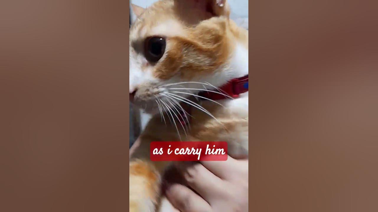 indifferent ☺️😚 reactions😇😇 #fhey216 #cats #shortsvideo #gingercat ...