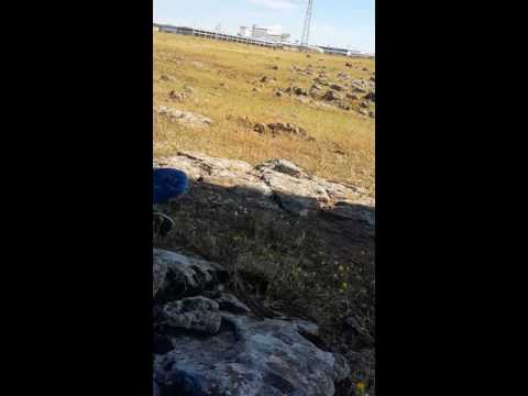 Dag basinda bulbul ses